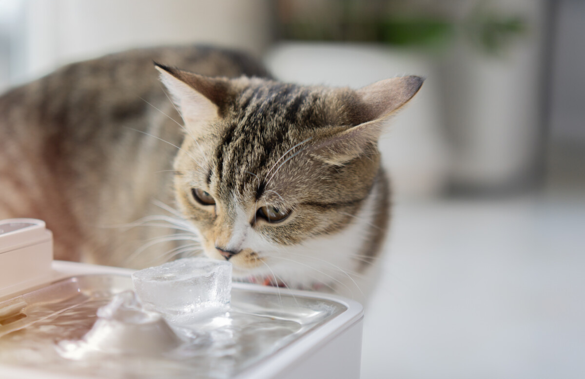 Pet Hydration & Water Quality Guide for Healthier Pets